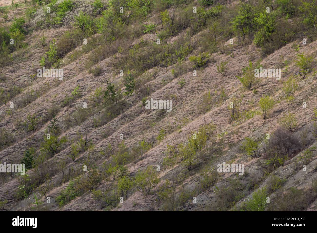 Gully erosion tree hi-res stock photography and images - Alamy
