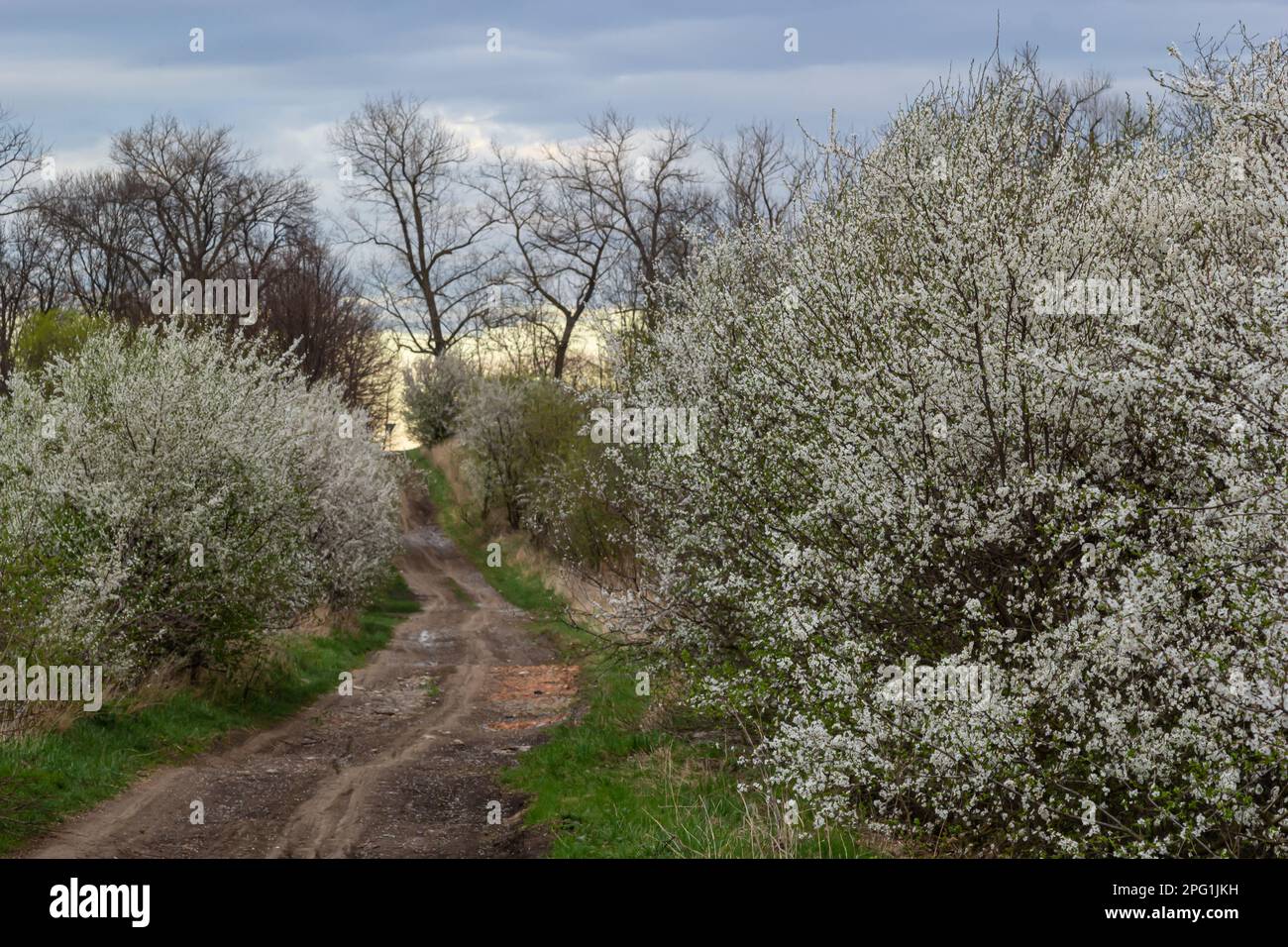 Alley of flowering cherry trees and dirt road, springtime view Stock ...