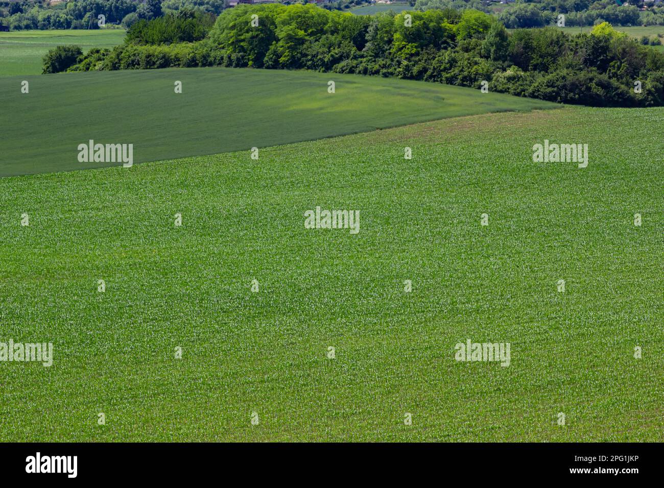 Summer landscape with hilly green field and forest in the distance ...