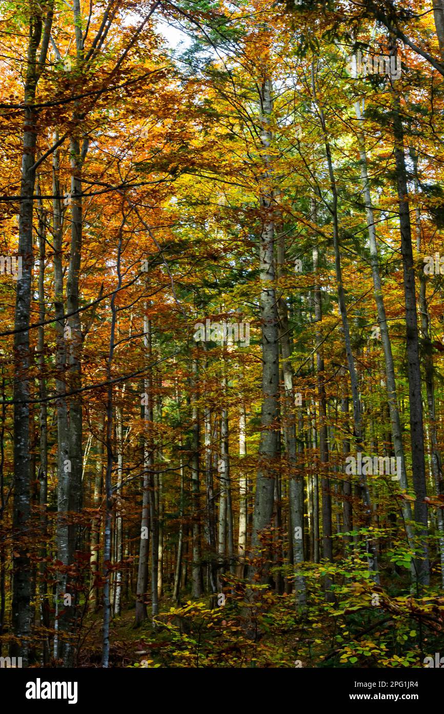 beautiful autumn beech forest. Carpathians in Ukraine. Dovbush rocks ...