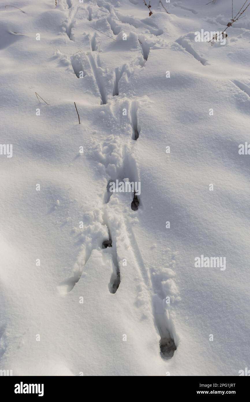 animal tracks in the snow,hare tracks in winter in the snow Stock Photo ...