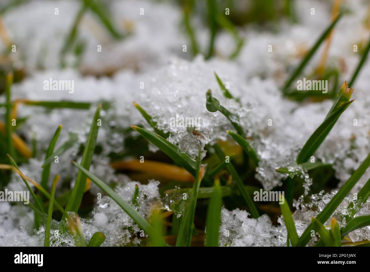 Green grass under first white snow background, pattern texture for use ...
