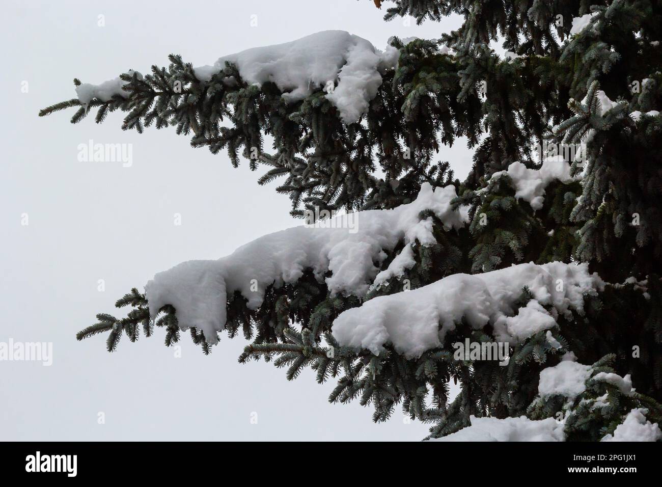 Snow flake leaf hi-res stock photography and images - Alamy