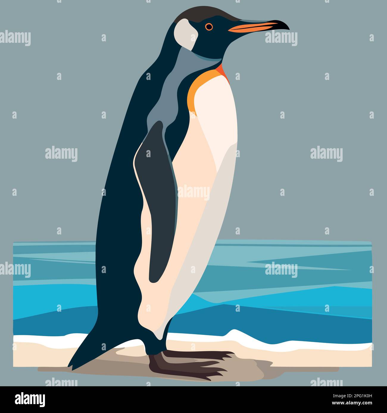 animal bird common blue penguin Minimalist vector illustration Stock ...