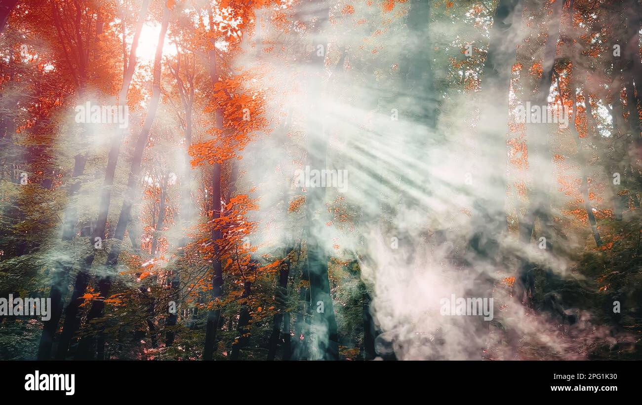 Sun rays passing through the smoke through the forest Stock Photo - Alamy
