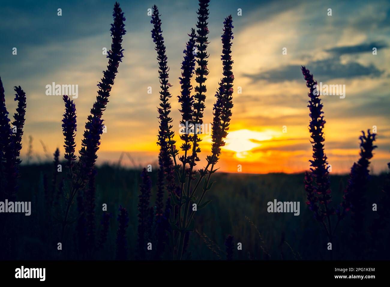 Outlines of grass against backdrop of bright setting sun. Outline of steppe plants against ...