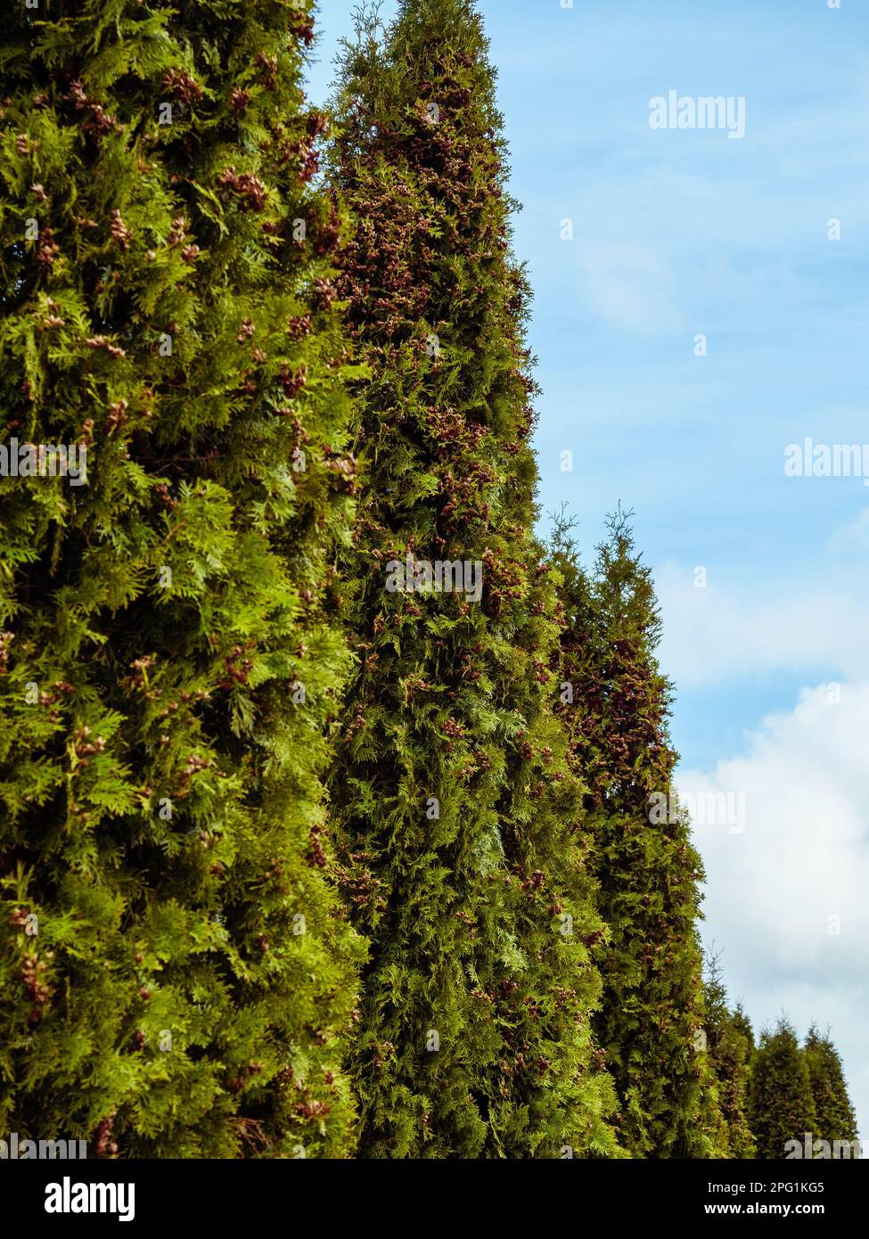 A row of green thuja trees against a blue sky background Stock Photo ...