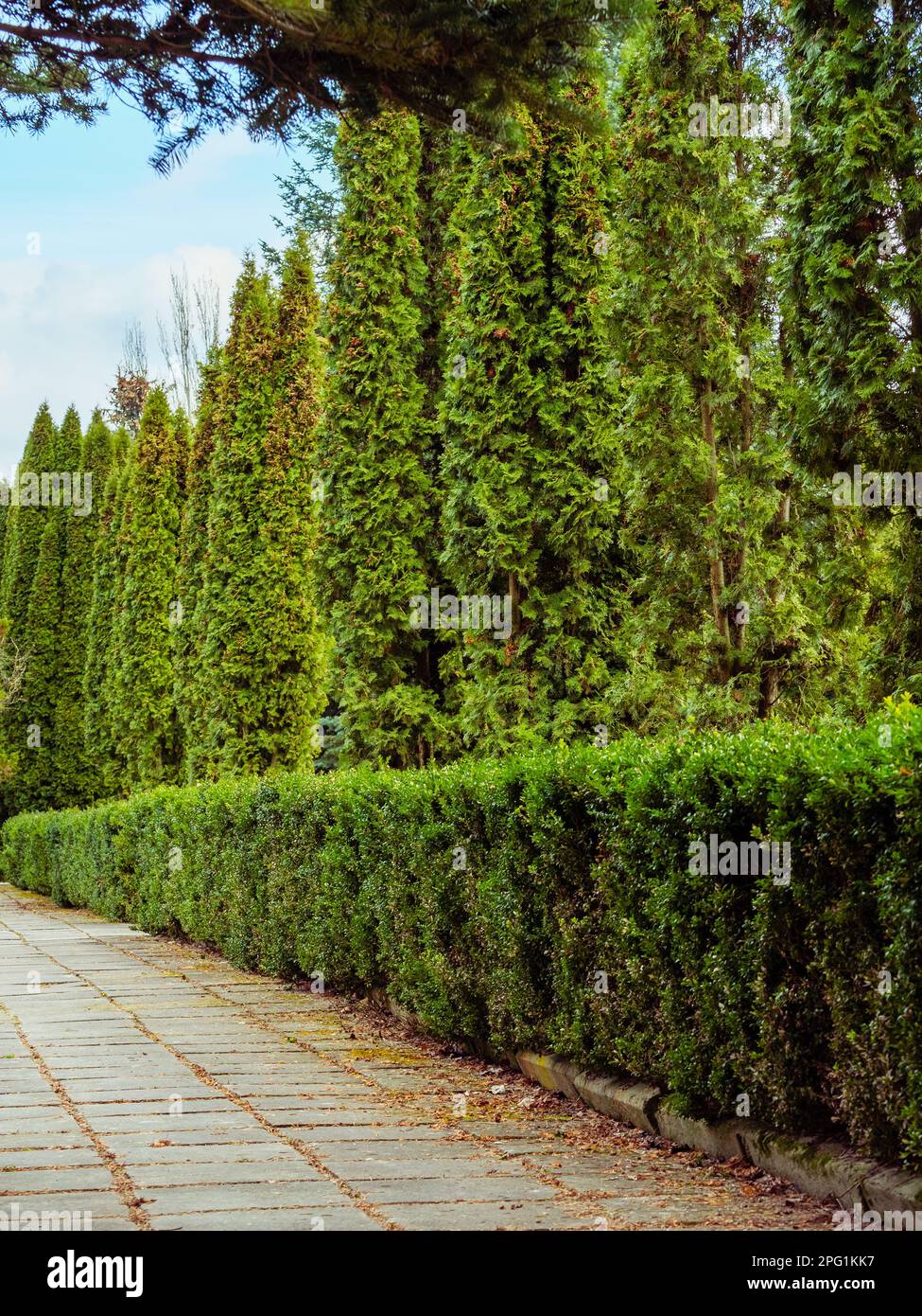 A row of bushes and green thuja trees along the concrete slab alley ...