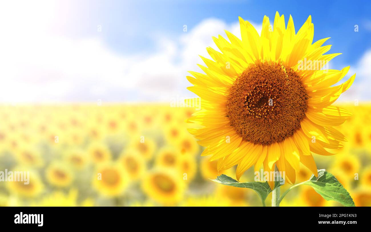 Sunflower on blurred sunny nature background. Horizontal agriculture ...