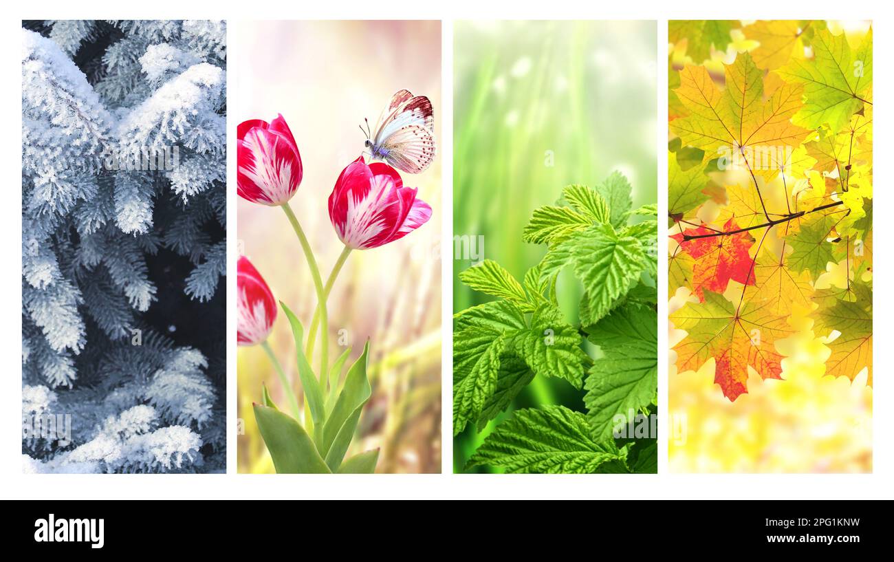 Four seasons of year. Set of vertical nature banners with winter, spring, summer and autumn ...