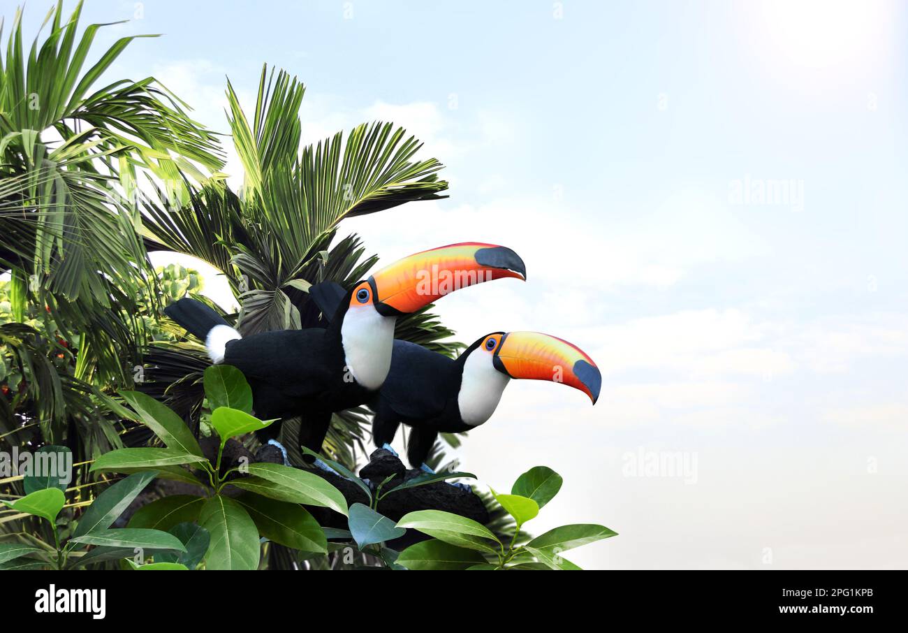 Horizontal banner with two beautiful colorful toucan birds ...