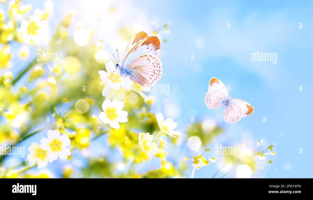 Pictures Of Spring Flowers And Butterflies