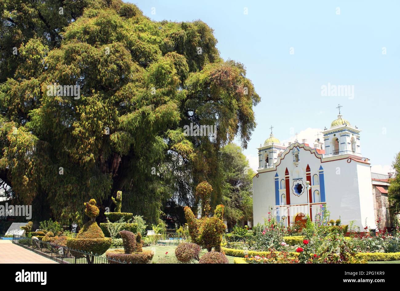Tree of Tule (Montezuma cypress tree, El Árbol del Tule), oldest and ...