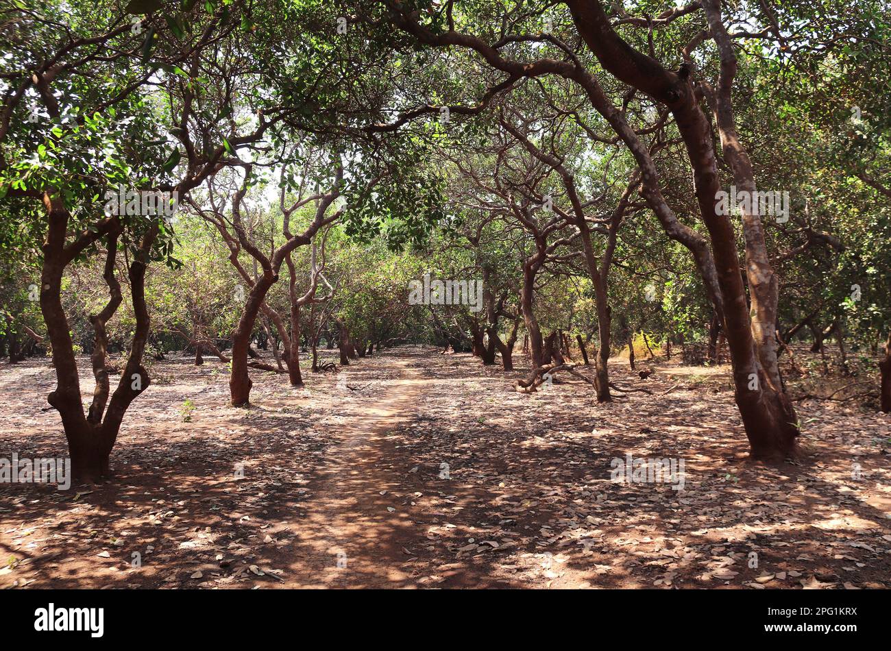 Cashew plantation. Rows of cashew trees on an agricultural plantation ...