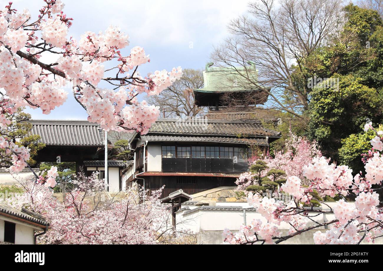 Medieval traditional japanese houses, storehouses and blooming sakura ...