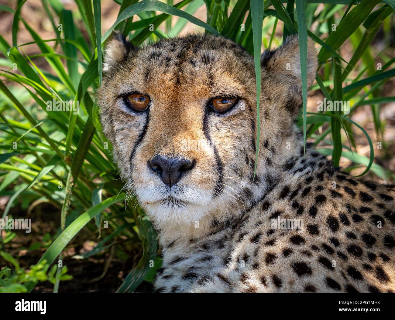 Sheetah/gepard in sheeta reserve in northern Namibia 2023 Stock Photo ...