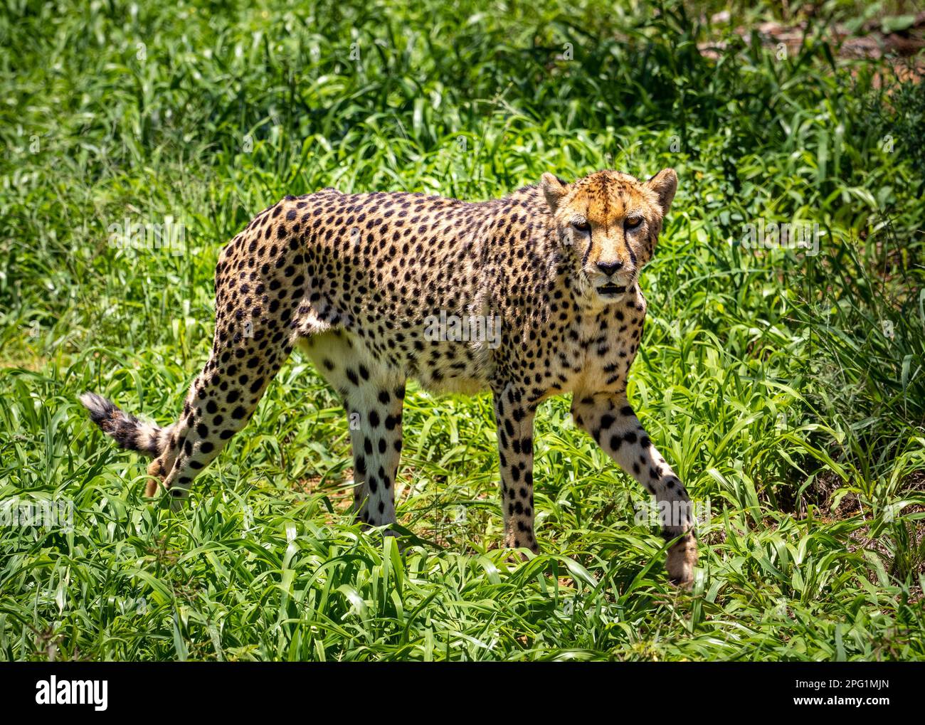 Sheetah/gepard in sheeta reserve in northern Namibia 2023 Stock Photo ...