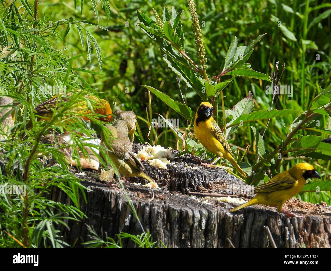 Wild birds feed on human leftovers at a picnic spot in a park Stock ...