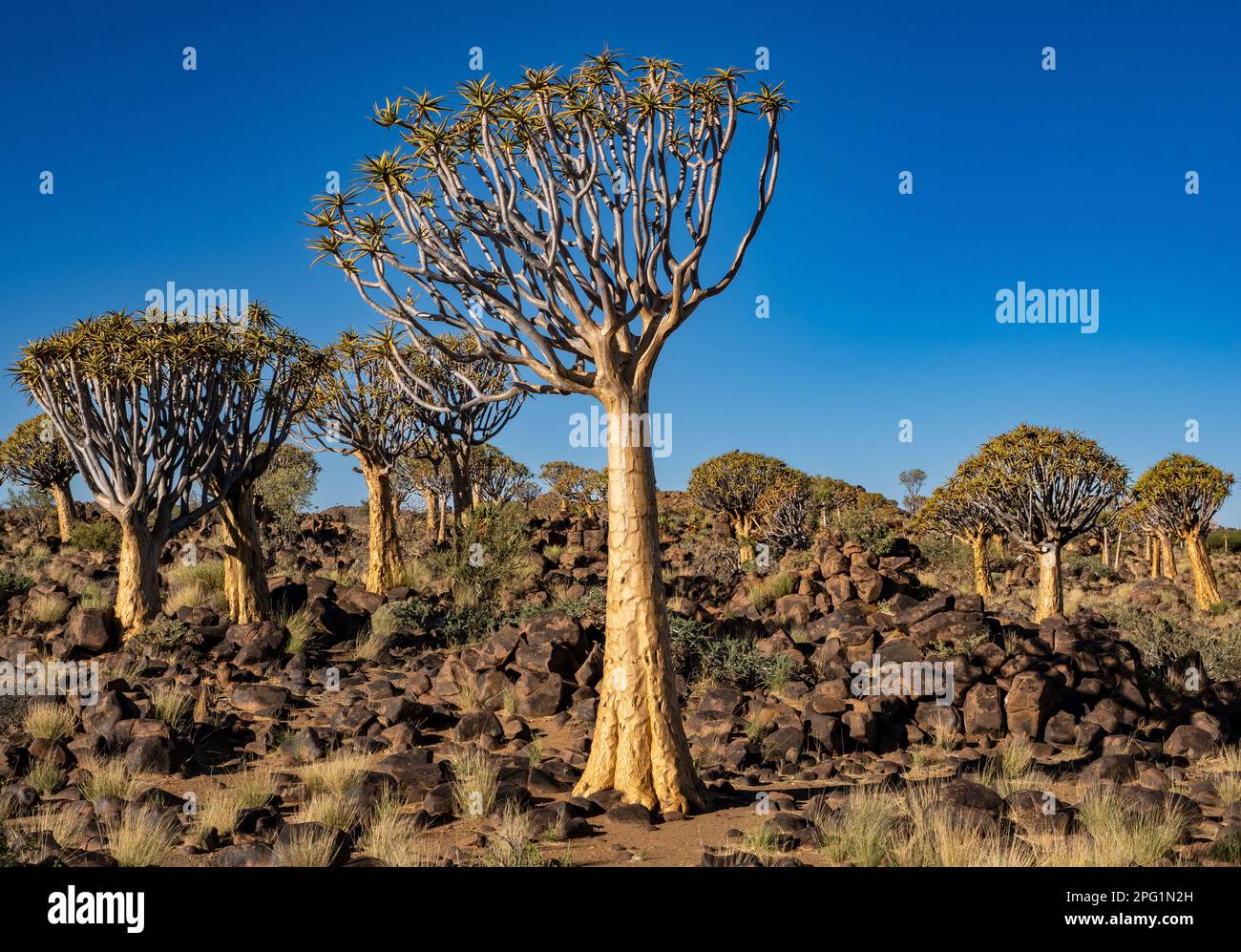 Quivertree forest, Gariganus, Keetmanshoop, Namibia, 2023. One of to ...