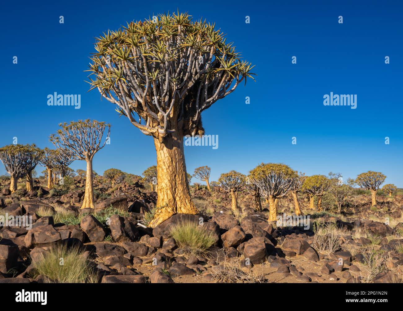 Quivertree forest, Gariganus, Keetmanshoop, Namibia, 2023. One of to ...