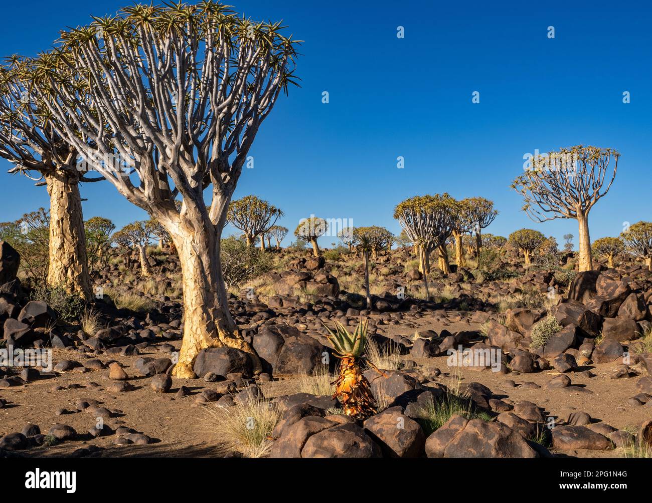 Quivertree forest, Gariganus, Keetmanshoop, Namibia, 2023. One of to ...