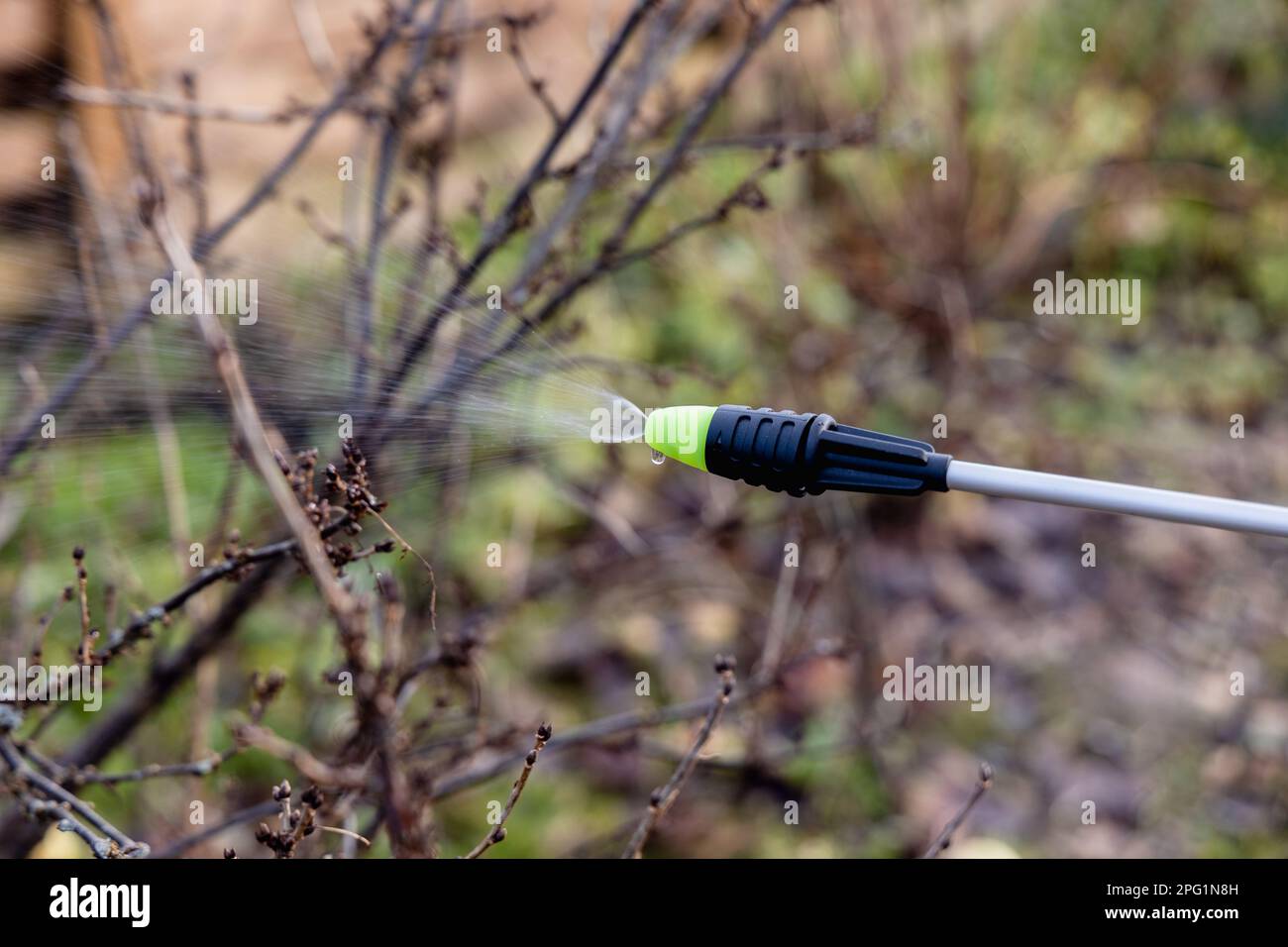 Spraying fruit trees with a pump sprayer with insecticides and ...