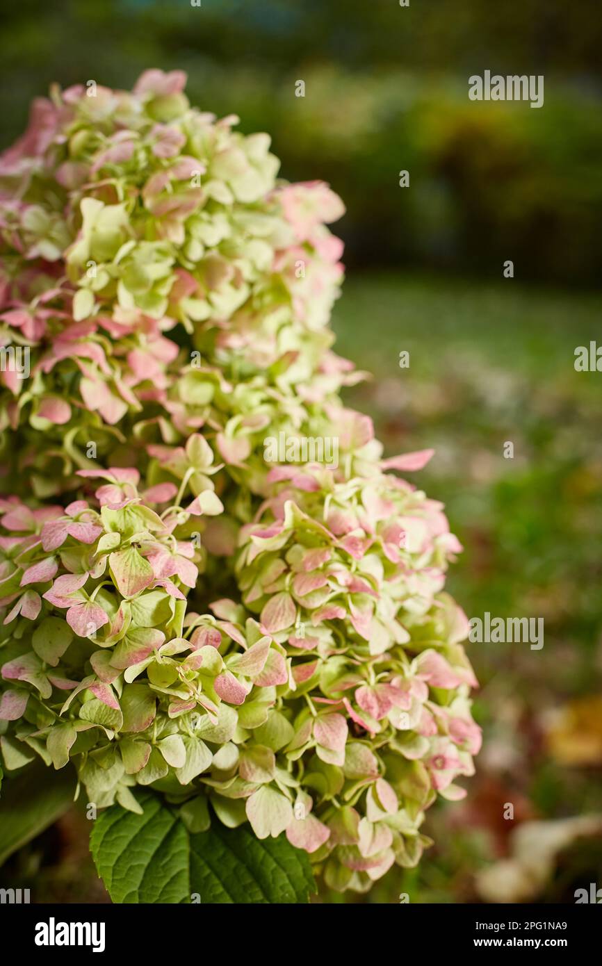 Hydrangea of the Endless Summer variety at the end of flowering in ...