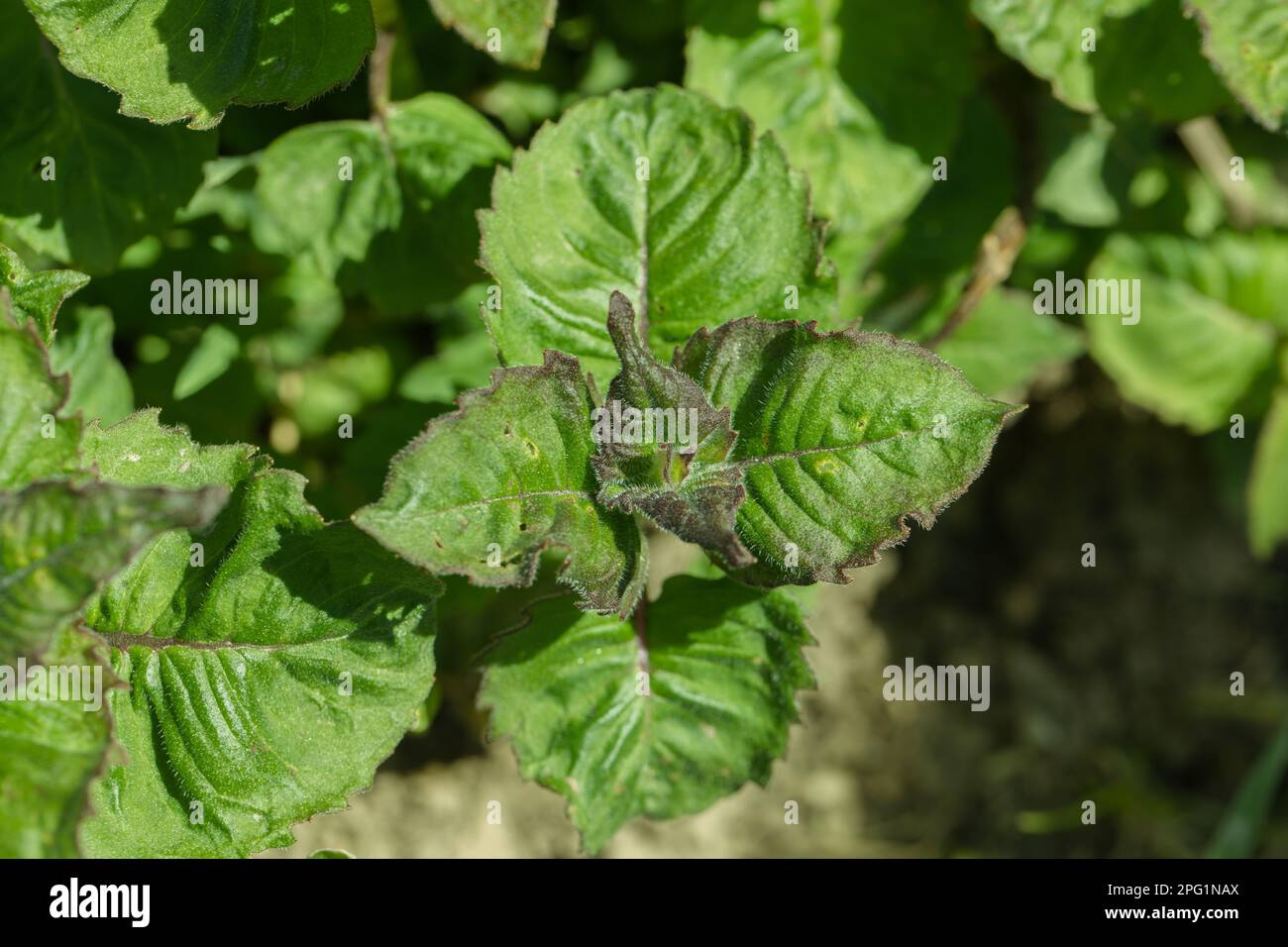 Monarda didima planting young plants Stock Photo - Alamy
