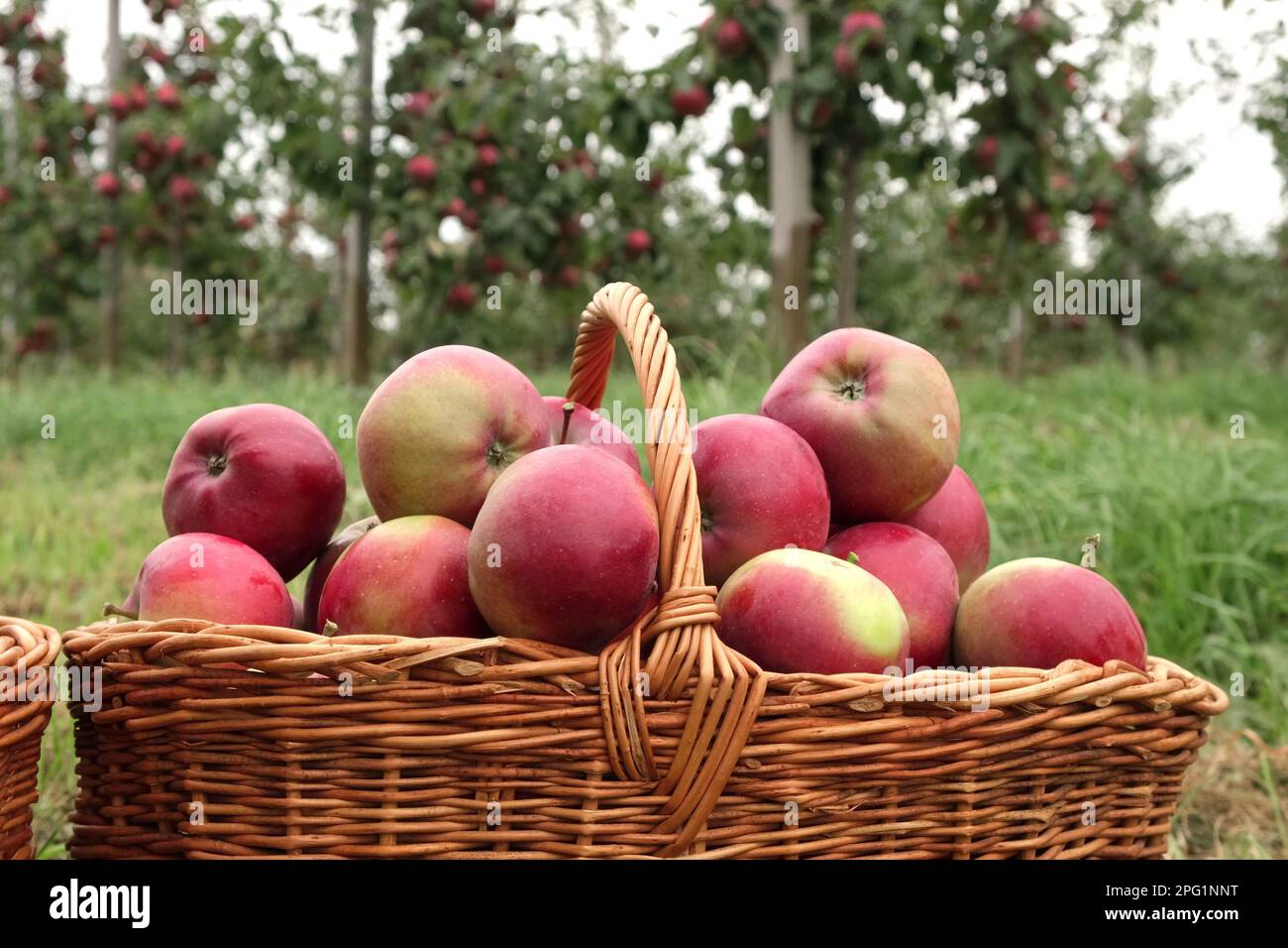 Farmer's Hand Picking Ripe Apples and Puts it in the Basket. Apple ...