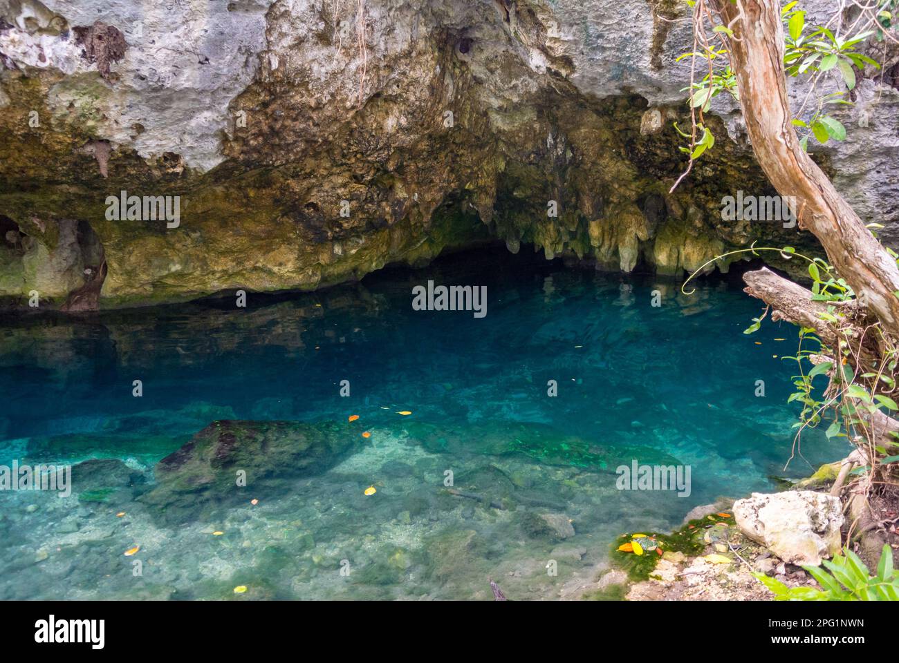 Tulum, Quintana Roo, Mexico, Sacred Cenote at the pre-Columbian Maya ...
