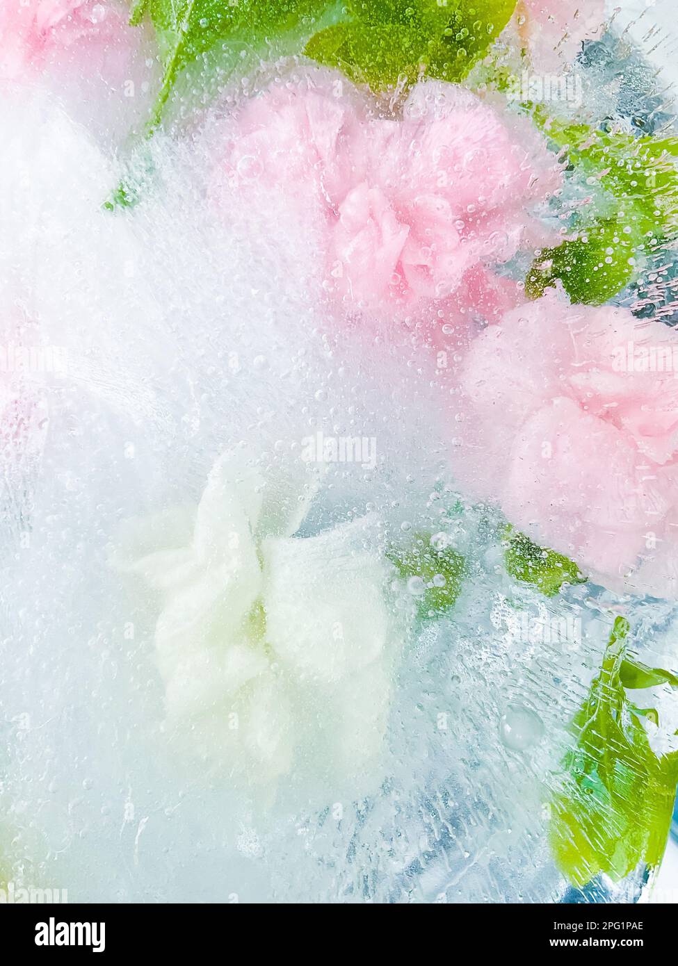 Edible carnation flowers hi-res stock photography and images - Alamy