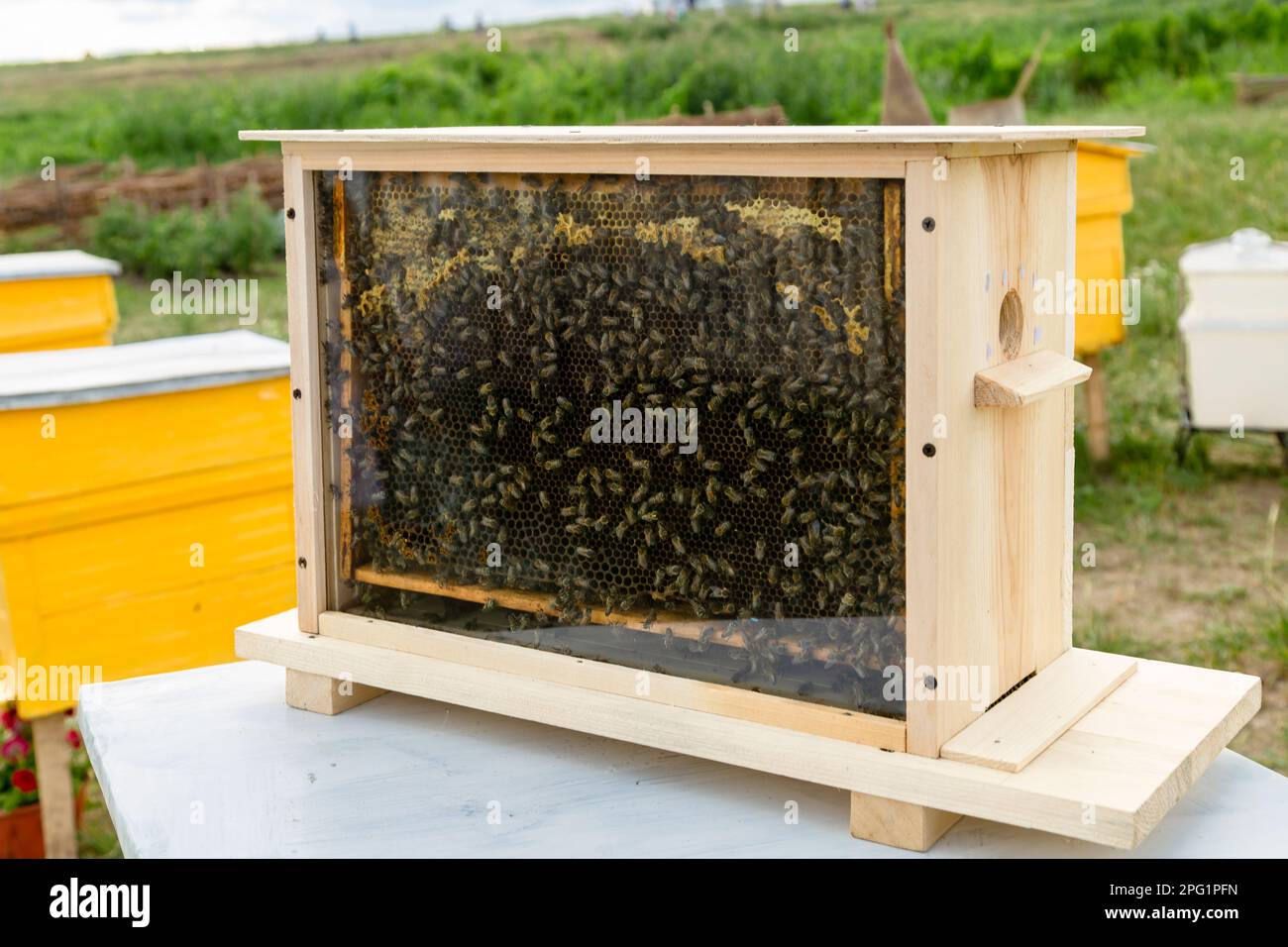 Honey Bees. Honey Bee hive with comb honey and wax in a display behind ...