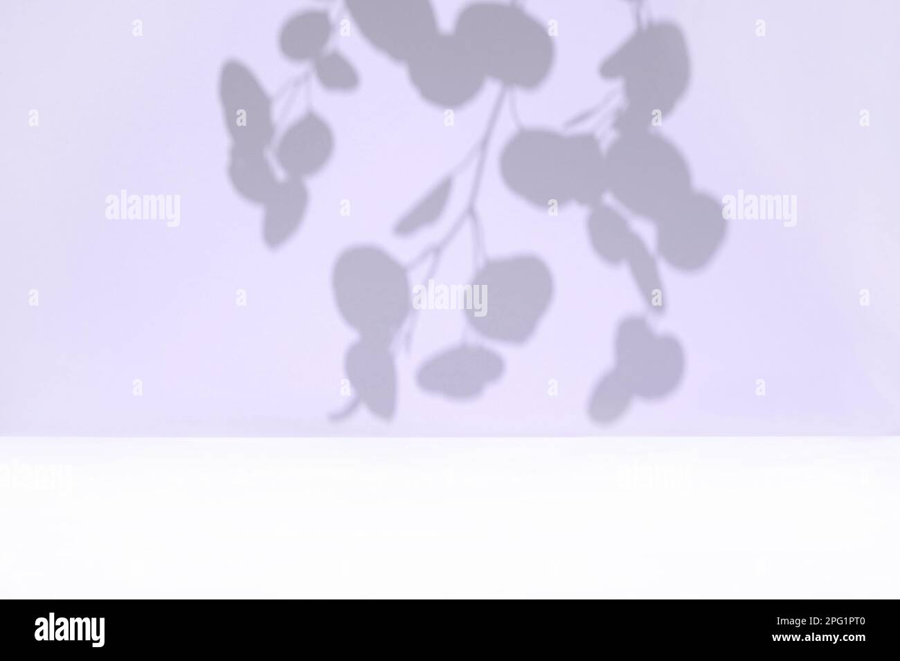 Plant shadows on violet color wall. Leaves shadow background. Branches ...