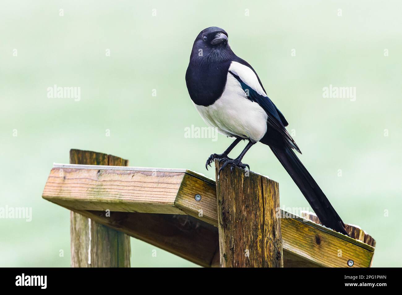 Cheeky looking Magpie, Pica pica, sitting on a wooden information board ...