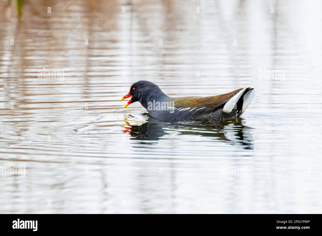 Close up of a swimming Moorhen, Gallinula chloropus, with beautiful ...