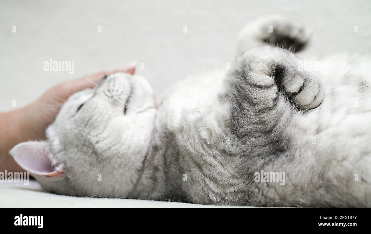 Scottish straight-eared cat lies on its back. The cat is upside down ...