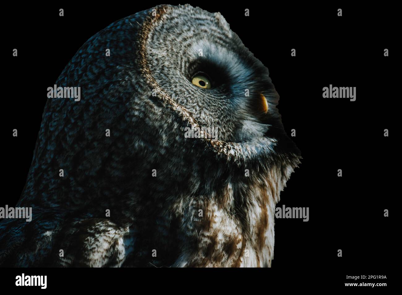 Owl bird head eye side profile hi-res stock photography and images - Alamy