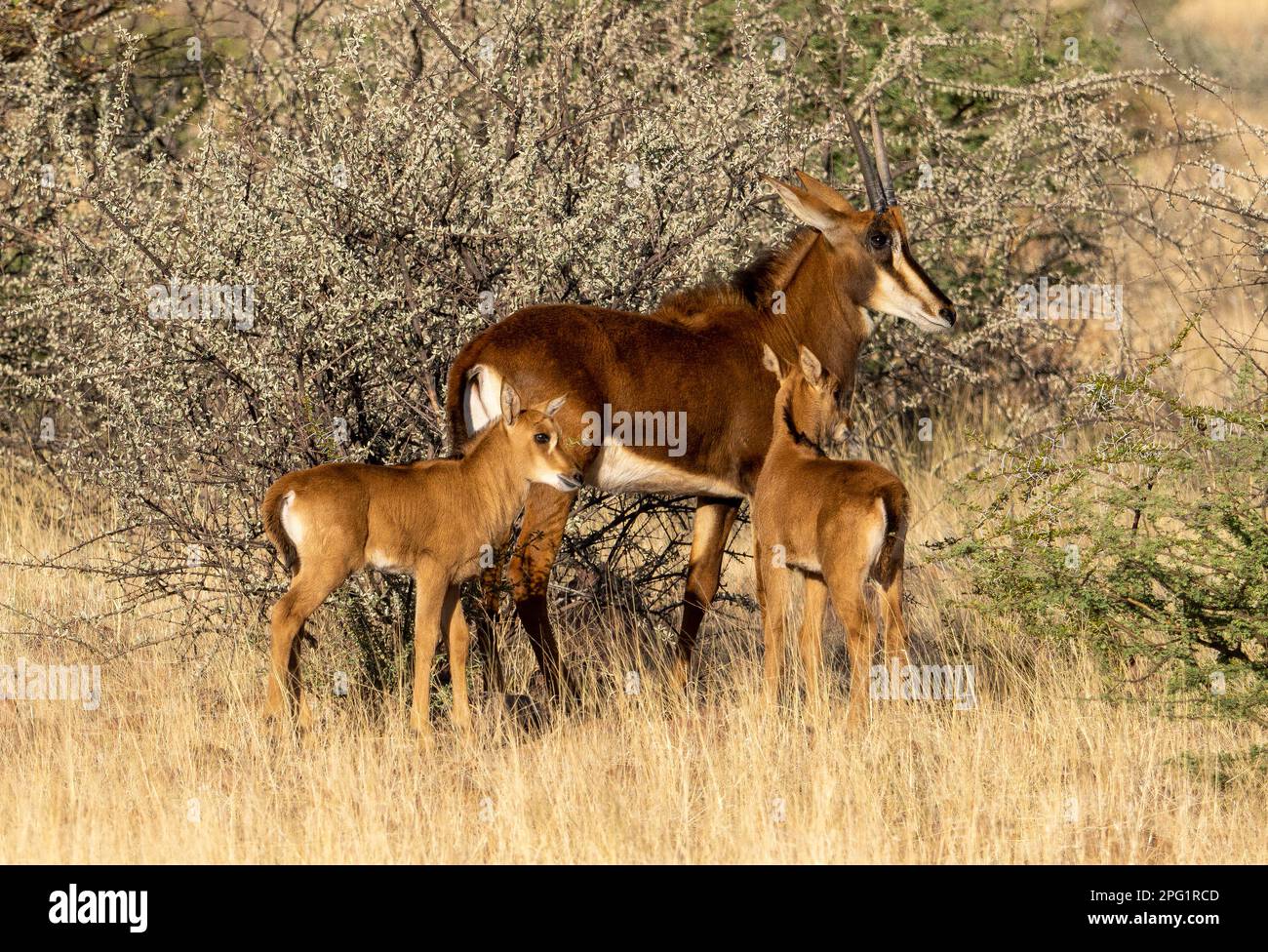 Sable antelope, Mariental, Namibia Stock Photo - Alamy