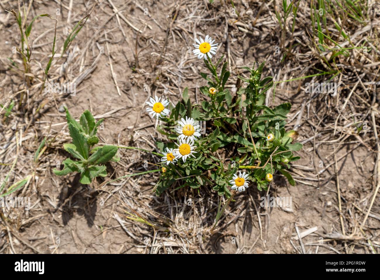 German chamomile or May-weed in the garden Stock Photo - Alamy