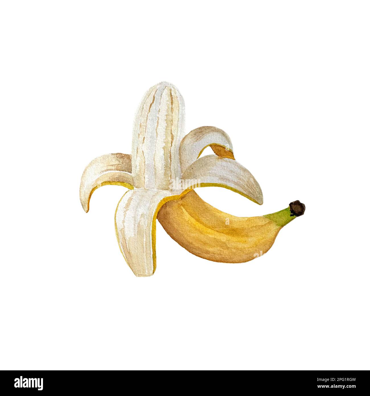 Watercolor painting of banana fruit. Hand drawn isolated on white background Stock Photo Alamy