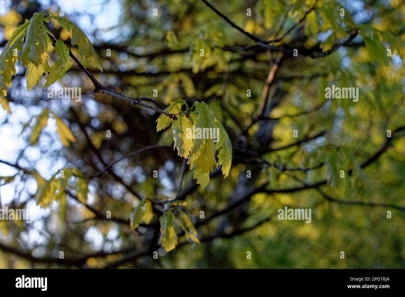 Young oak in forest hi-res stock photography and images - Alamy