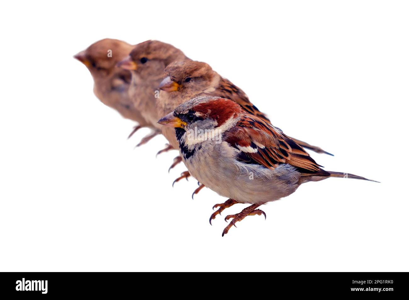 A flock of sparrows sits in a row, isolated on a white background Stock ...