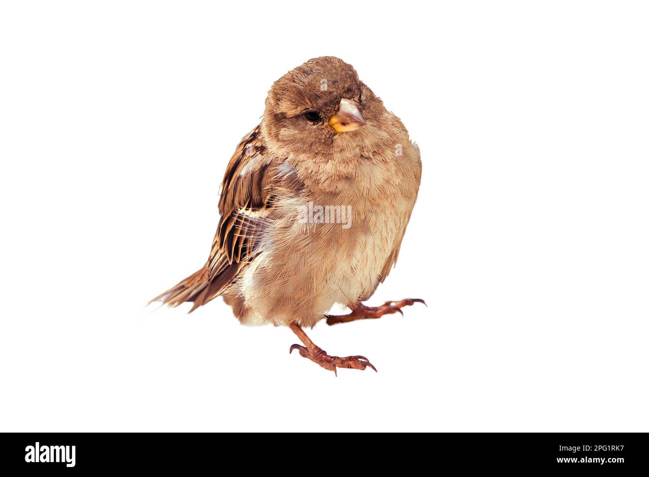 Little sparrow of beige color, close up, isolated on a white background ...