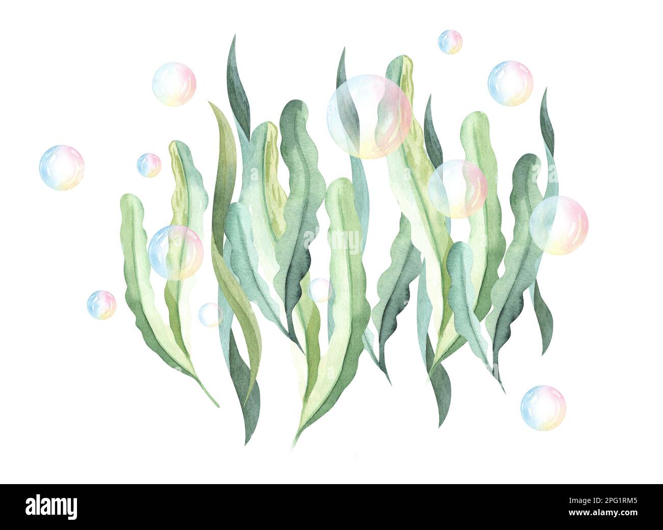 Seaweed composition algae seaweed underwater. watercolor illustration ...
