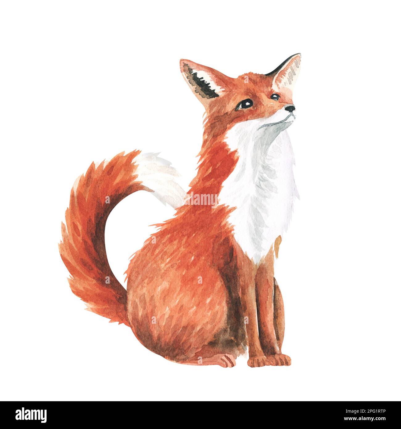 Set of watercolor red fluffy foxes on white background. Hand drawn ...