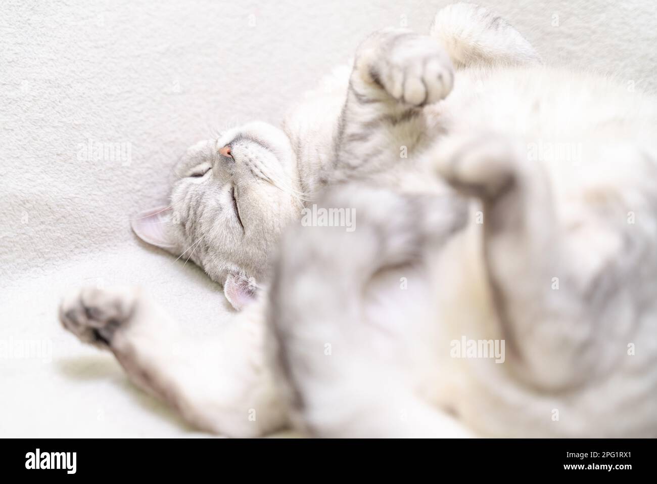 Scottish straight cat lies on his back. Cat upside down. Close up white ...