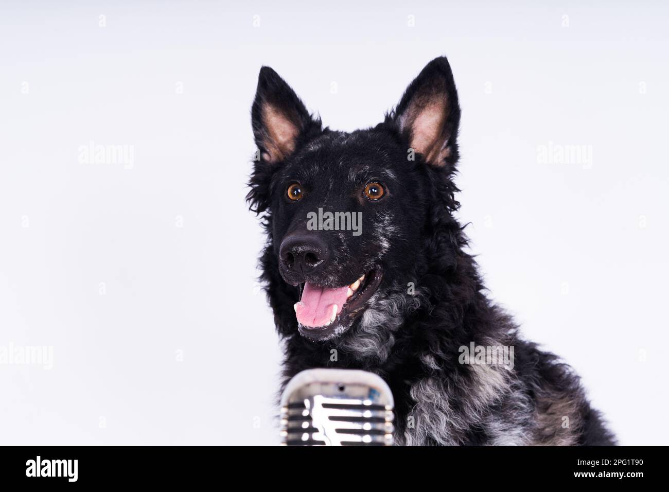 Mudi dog with microphone on a white studio background Stock Photo - Alamy