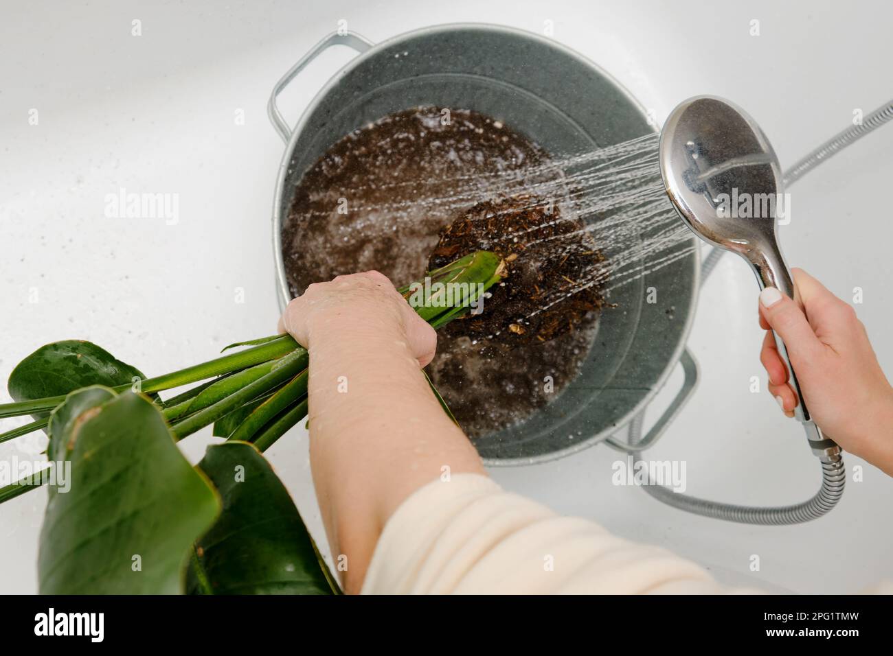 A woman gardener washes the soil from the roots of a houseplant in a ...