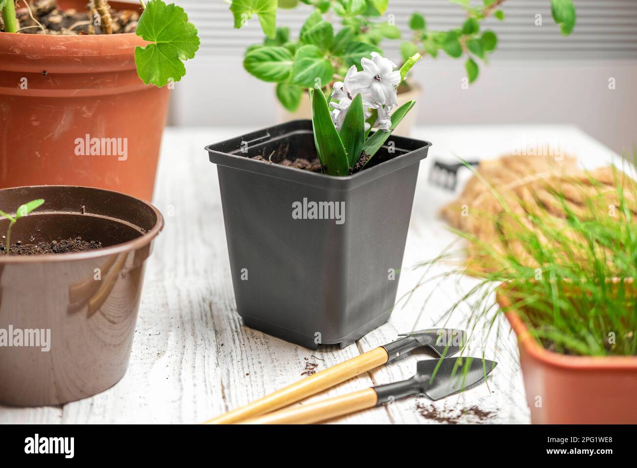 Repotting Houseplants Front View. Top View of Garden Tools, Sprout of ...