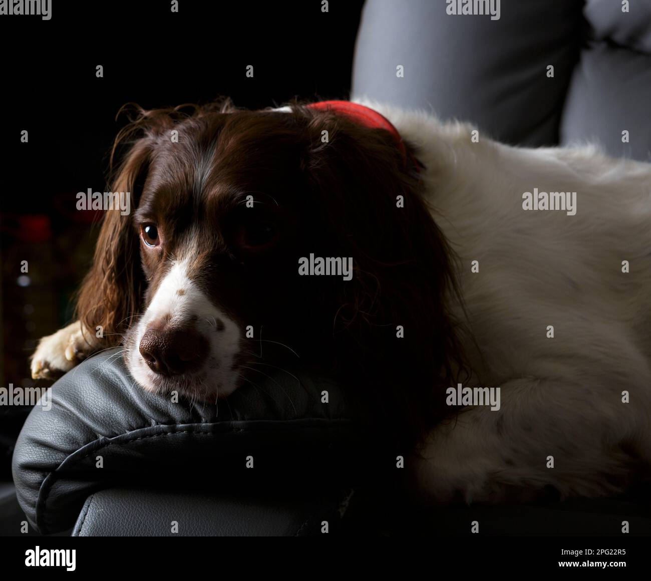 English springer spaniel on couch relaxing, looking deep in thought ...